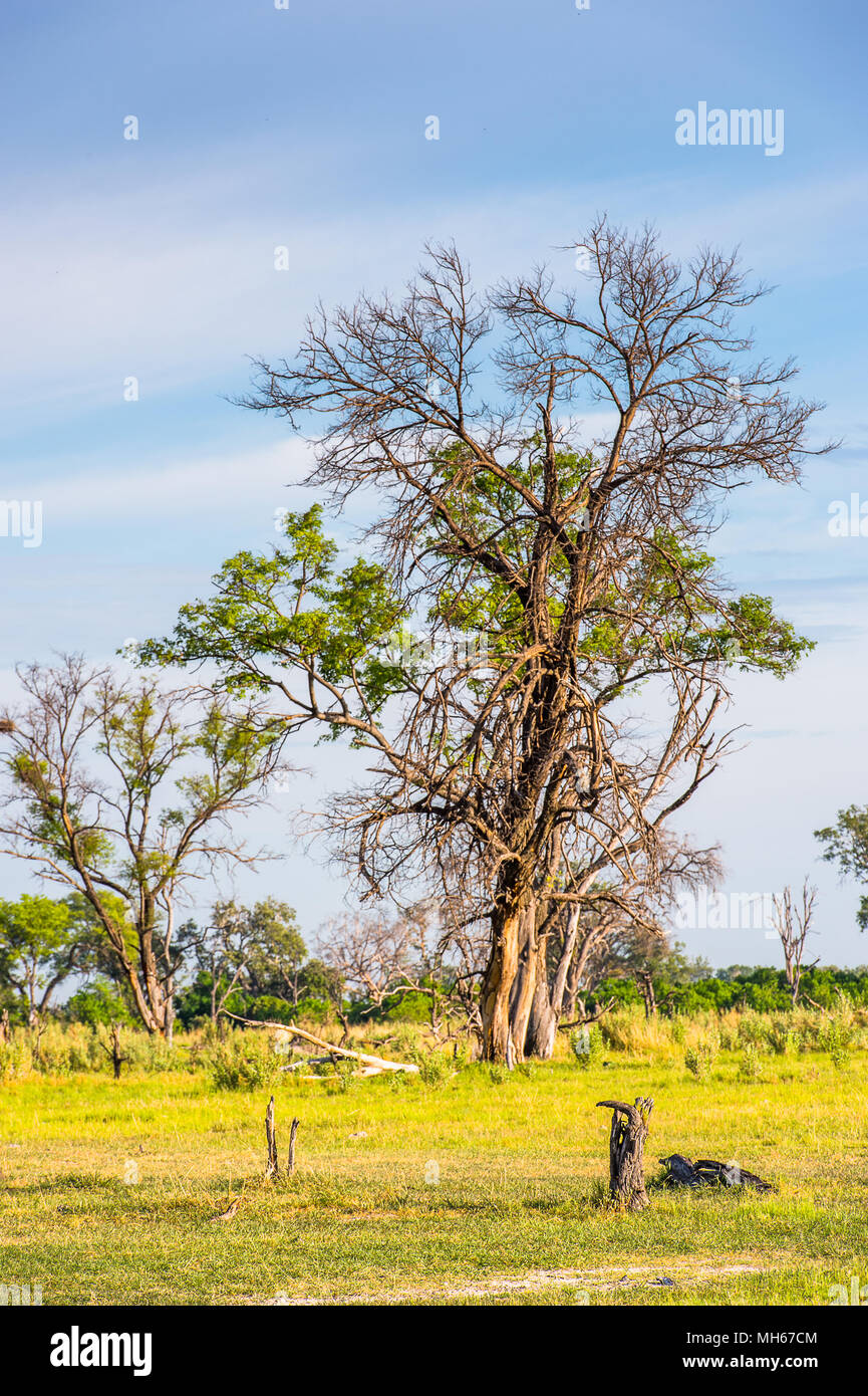Tree at the Okavango Delta (Okavango Grassland), One of the Seven ...