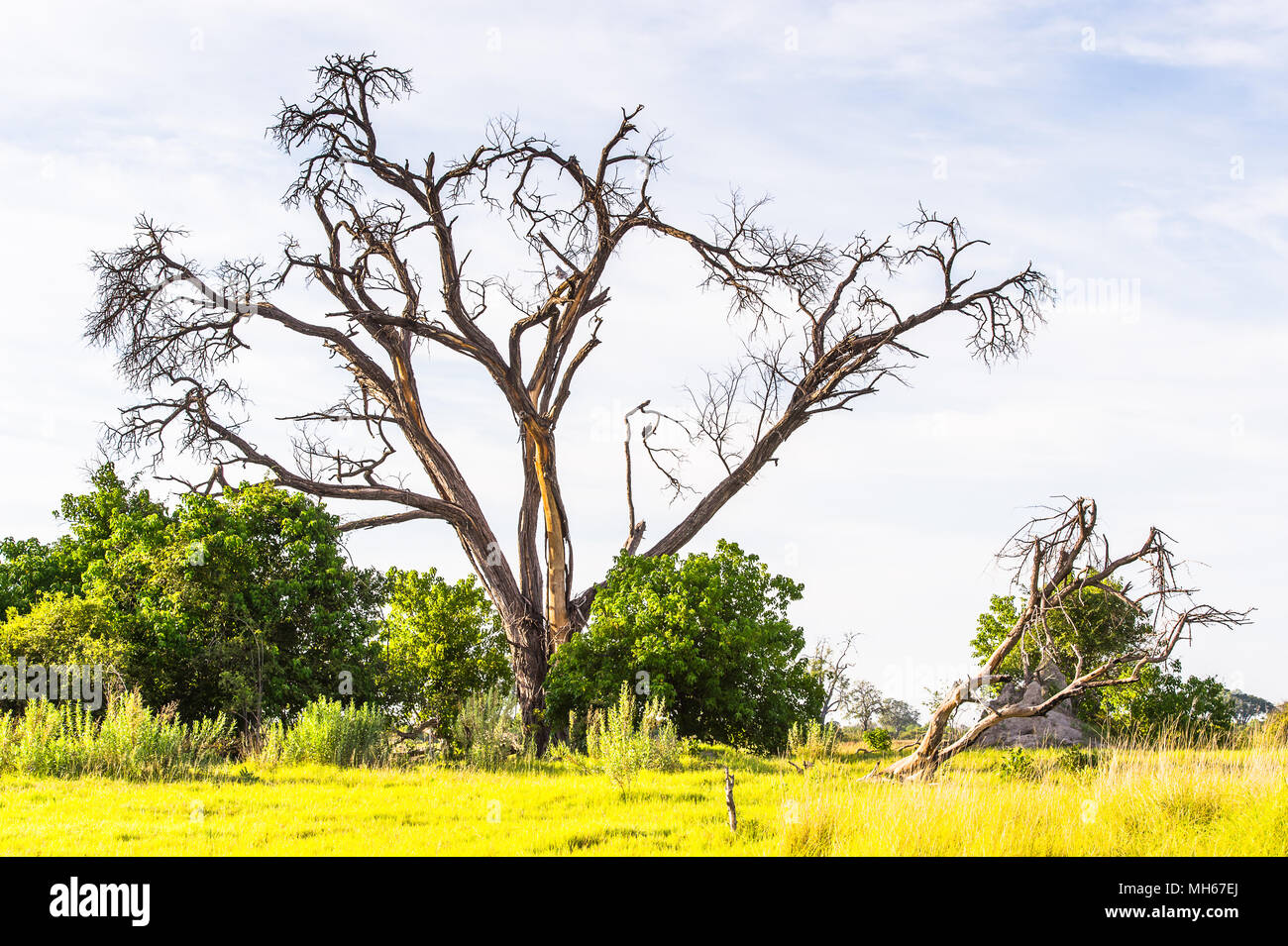 Tree at the Okavango Delta (Okavango Grassland), One of the Seven ...