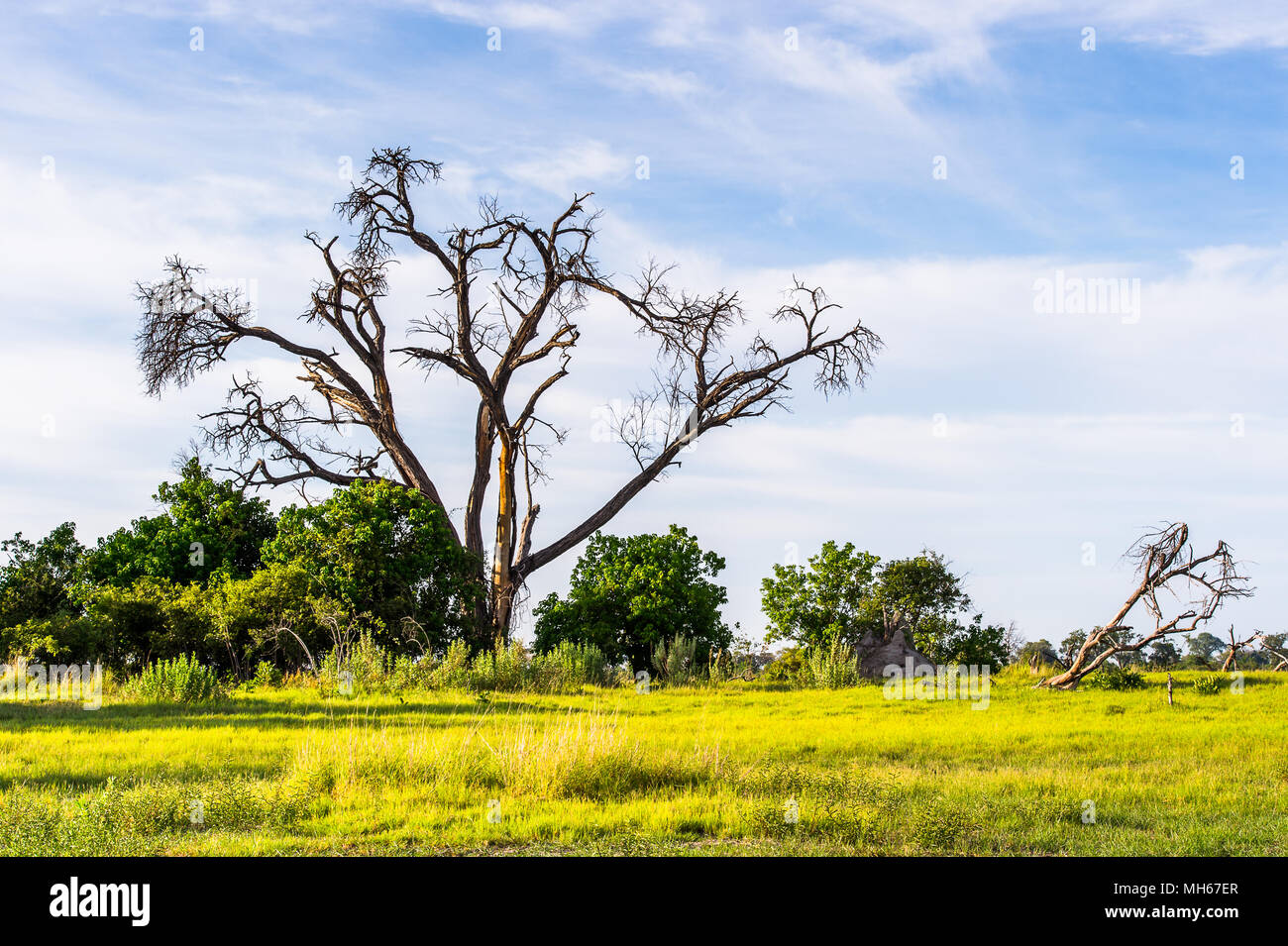 Tree at the Okavango Delta (Okavango Grassland), One of the Seven ...