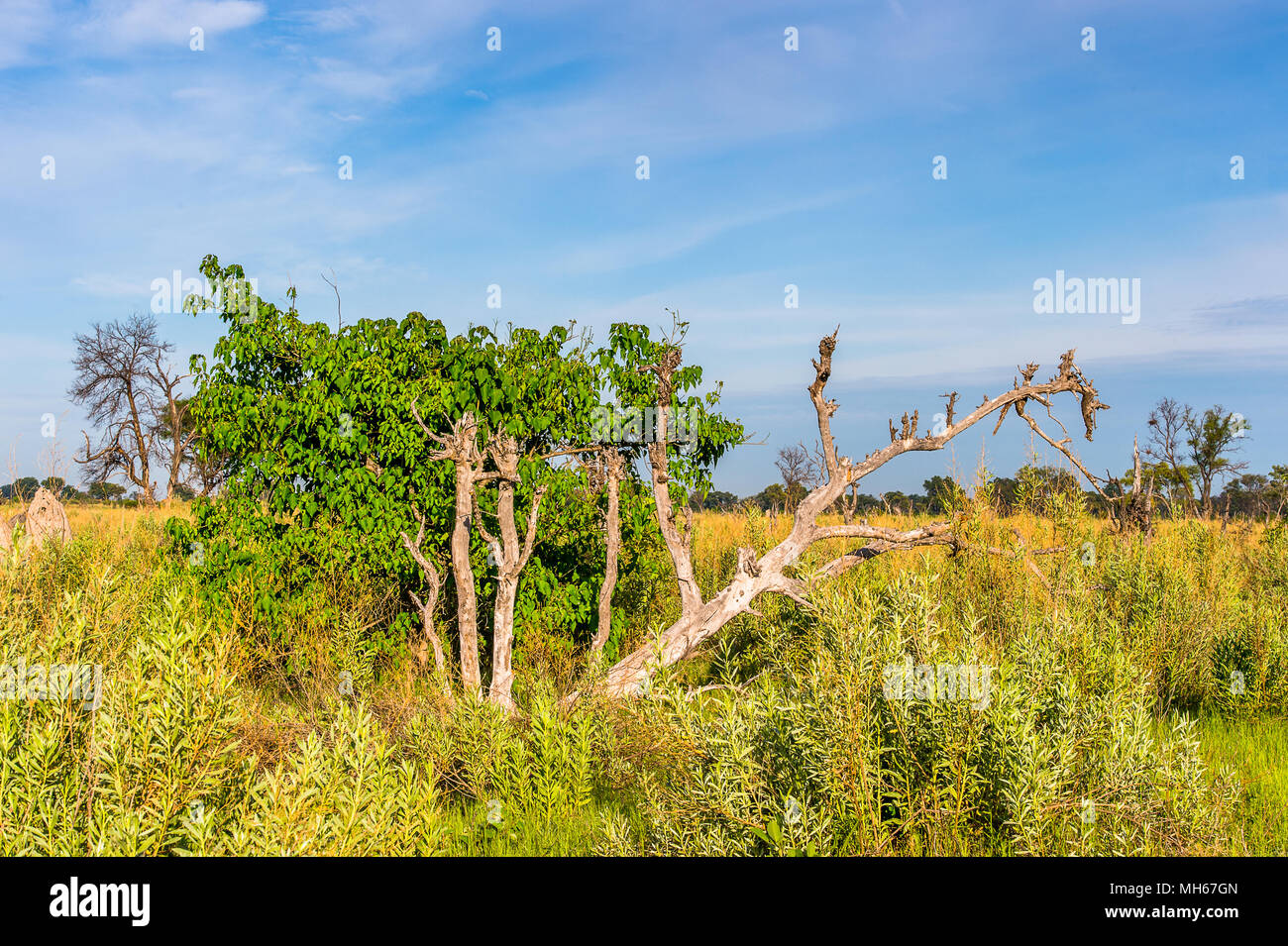 Tree at the Okavango Delta (Okavango Grassland), One of the Seven ...