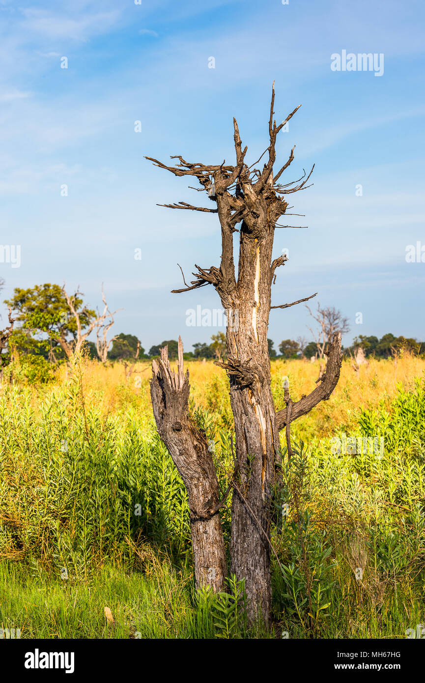 Tree at the Okavango Delta (Okavango Grassland), One of the Seven ...