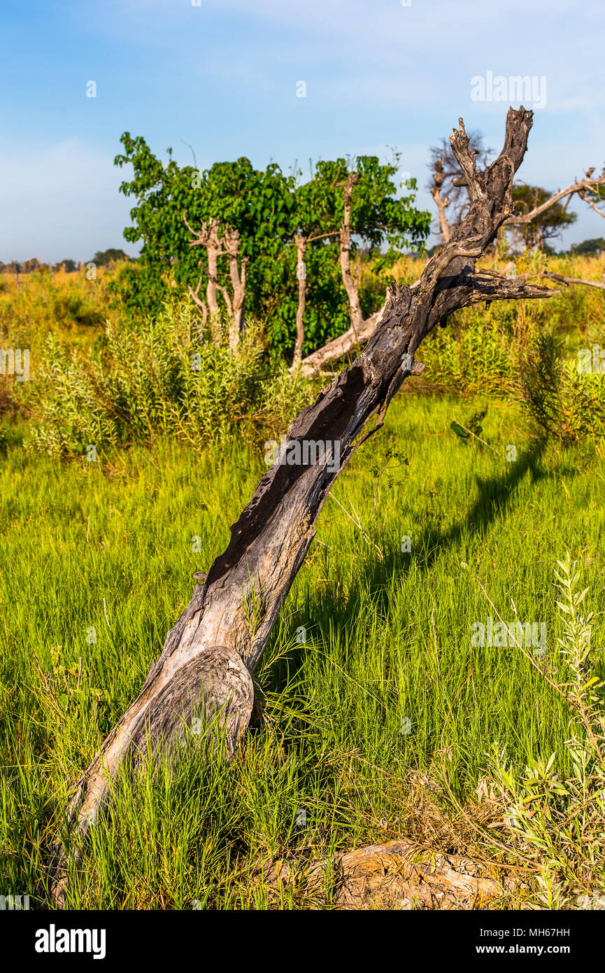 Landscape of the Okavango Delta (Okavango Grassland), One of the Seven ...