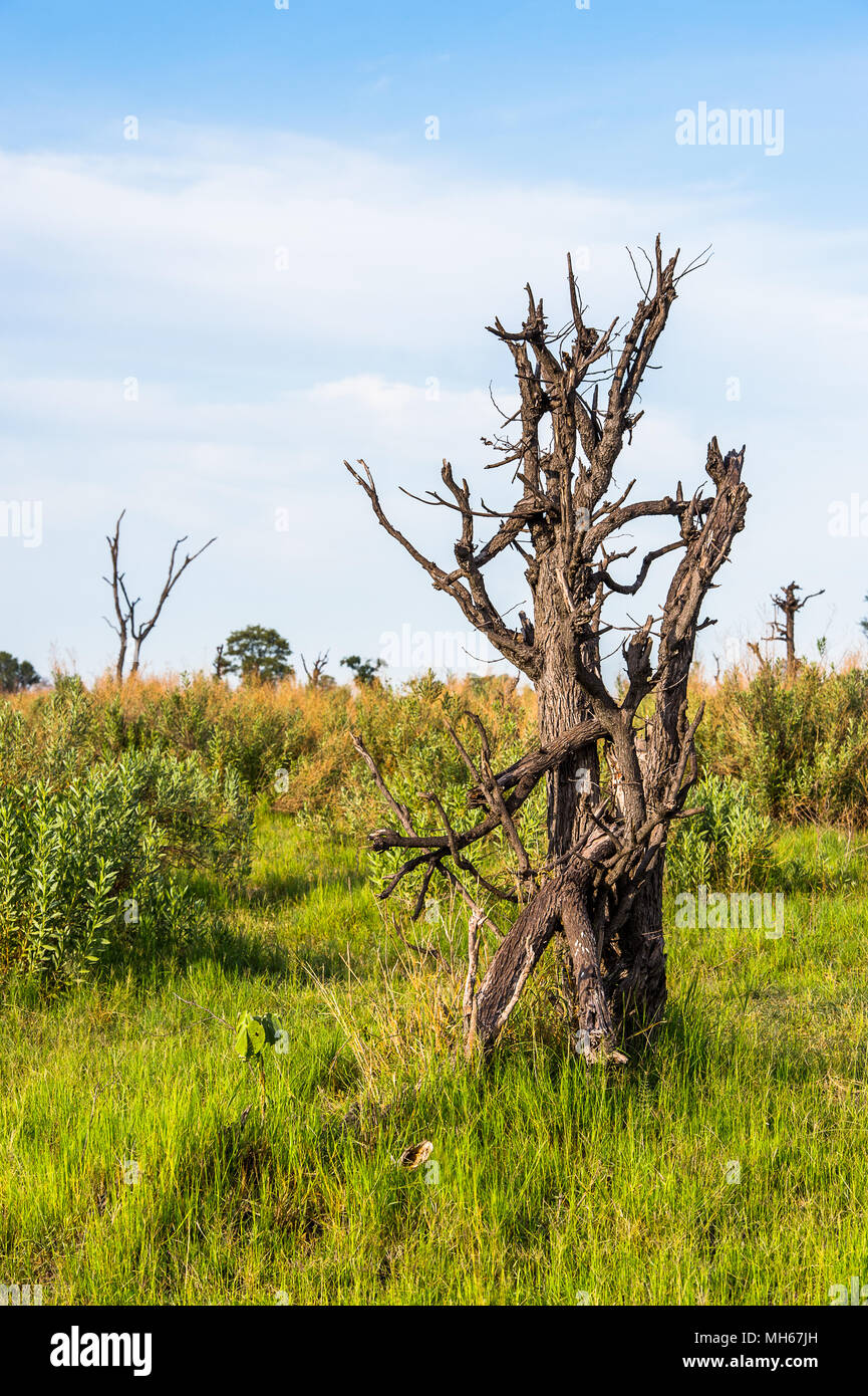 Tree at the Okavango Delta (Okavango Grassland), One of the Seven ...