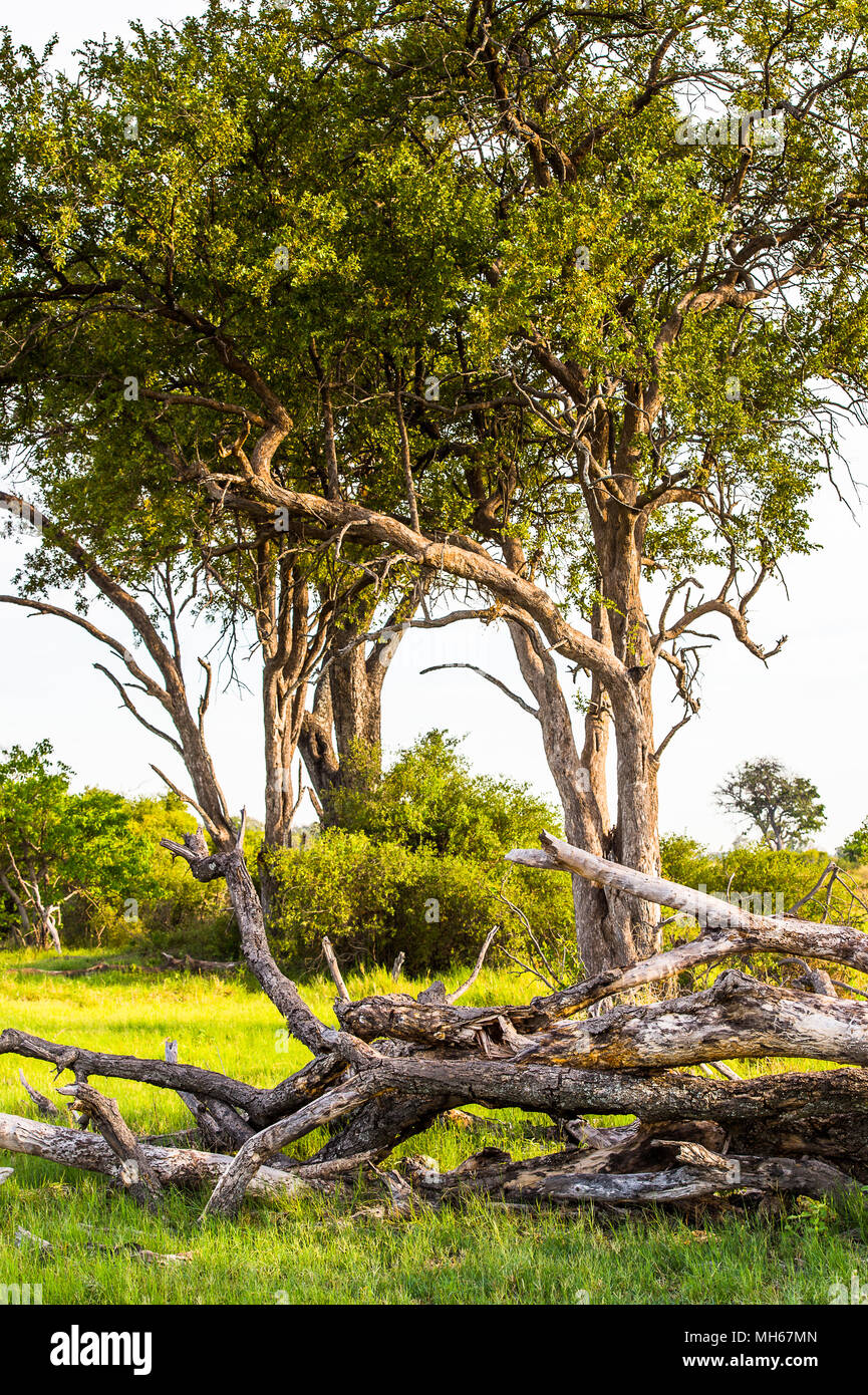 Tree at the Okavango Delta (Okavango Grassland), One of the Seven ...