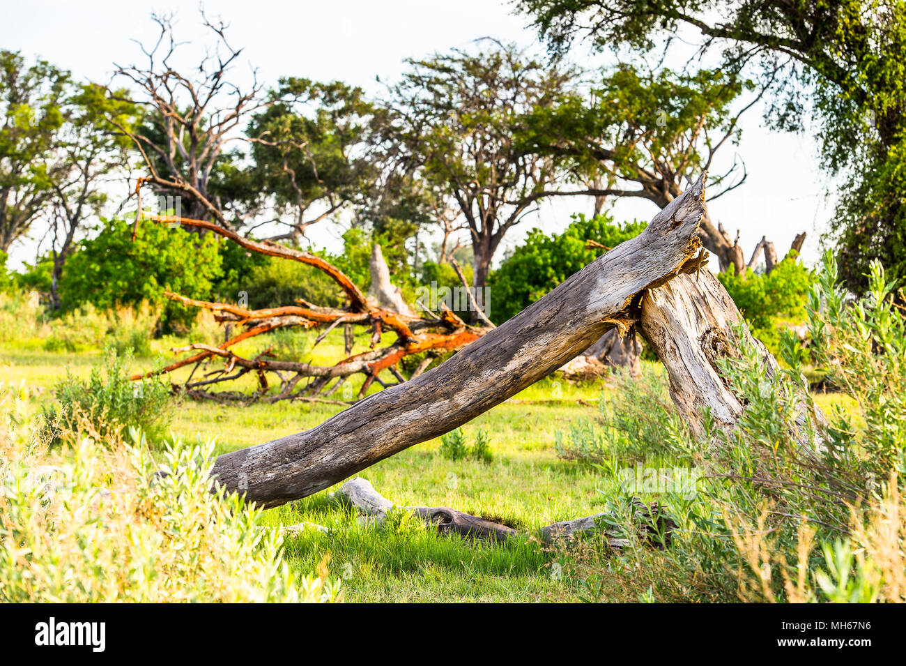 Tree at the Okavango Delta (Okavango Grassland), One of the Seven ...