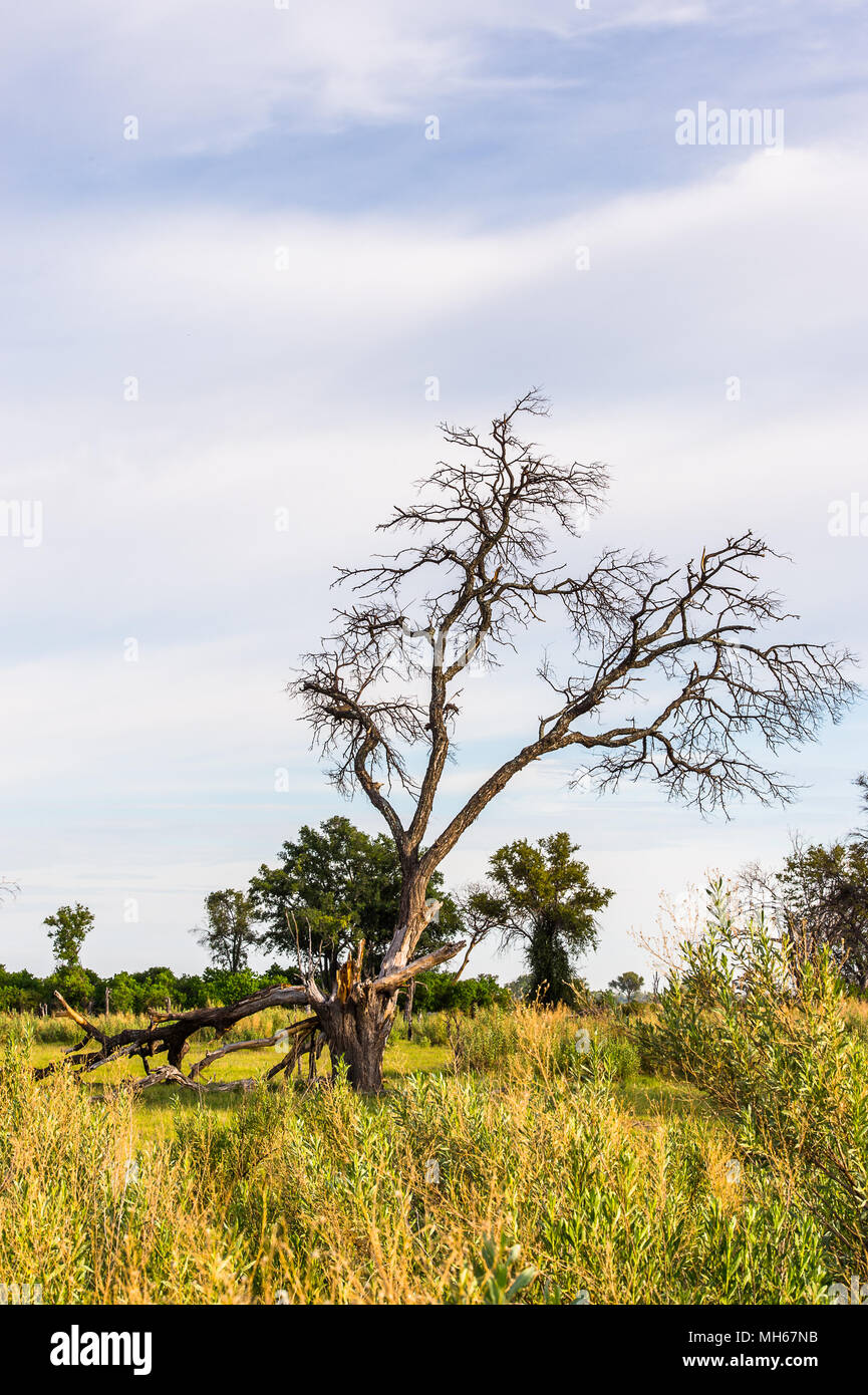 Tree at the Okavango Delta (Okavango Grassland), One of the Seven ...