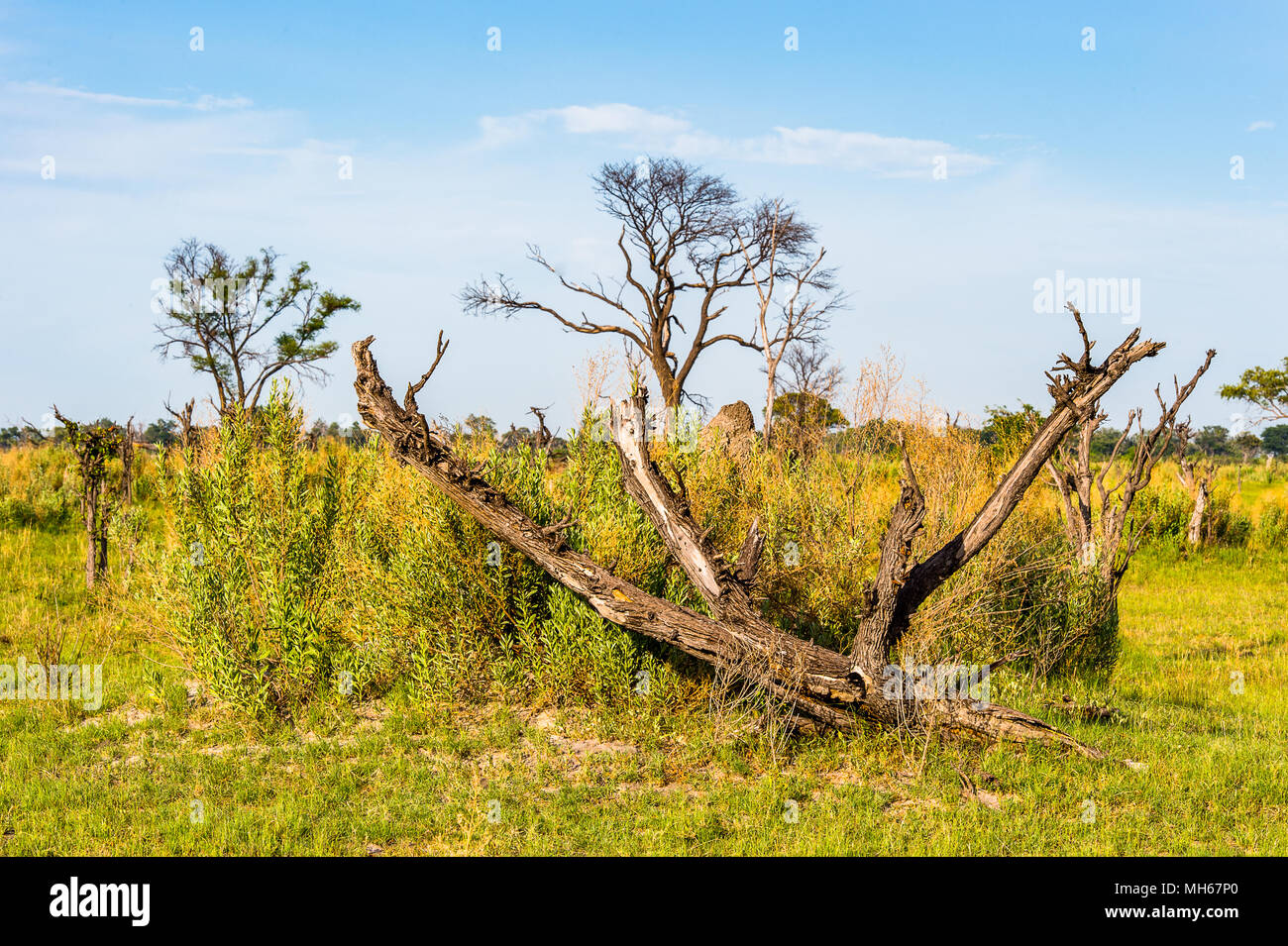 Tree at the Okavango Delta (Okavango Grassland), One of the Seven ...