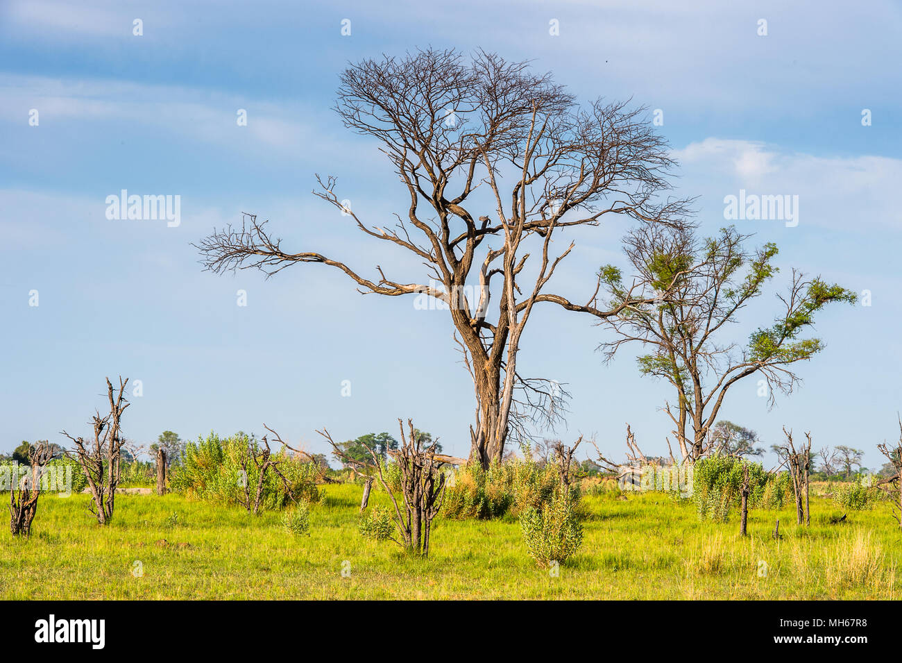 Tree at the Okavango Delta (Okavango Grassland), One of the Seven ...