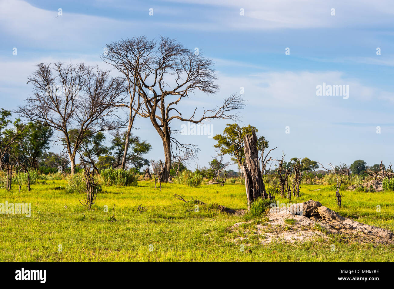 Tree at the Okavango Delta (Okavango Grassland), One of the Seven ...