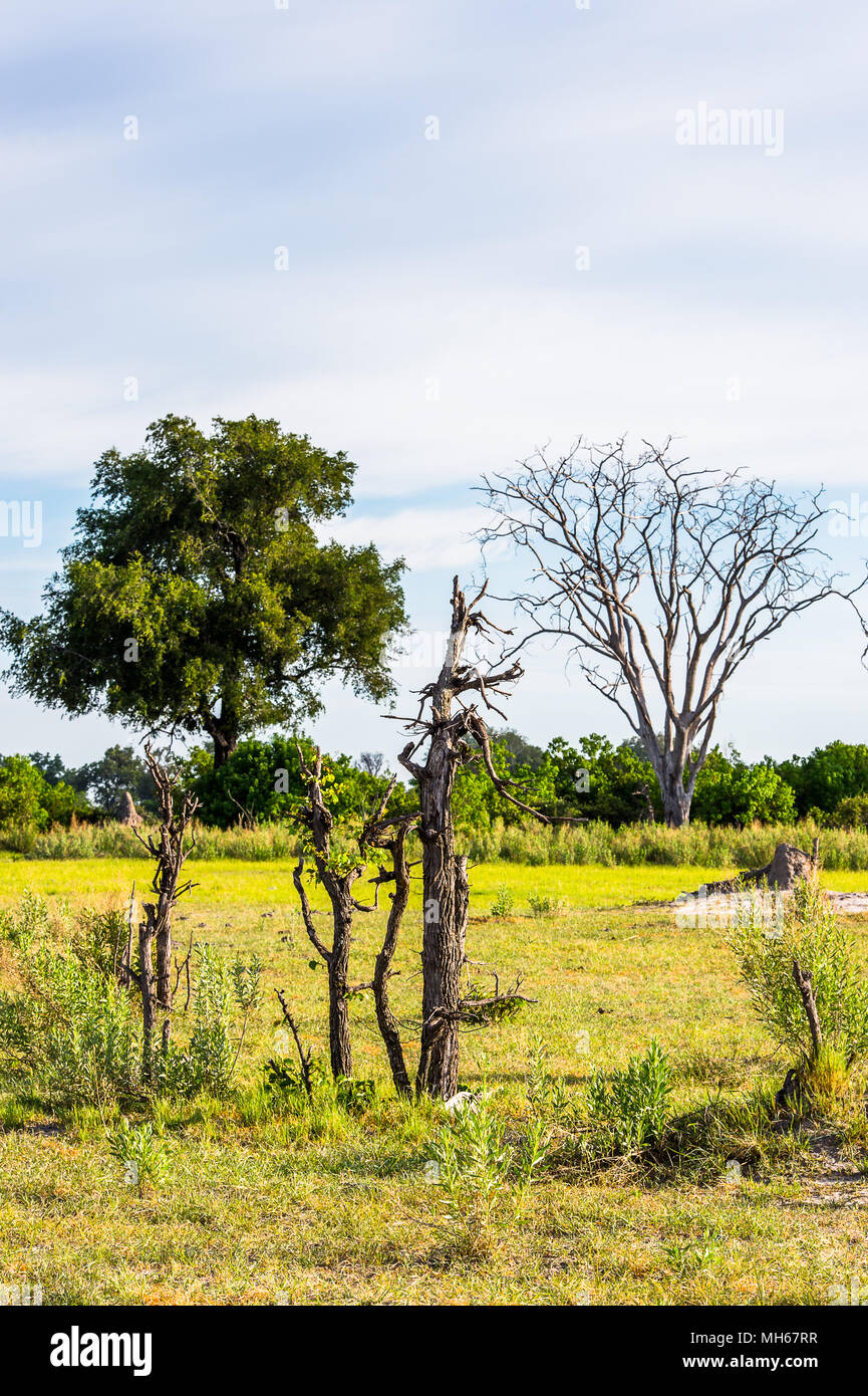 Tree at the Okavango Delta (Okavango Grassland), One of the Seven ...
