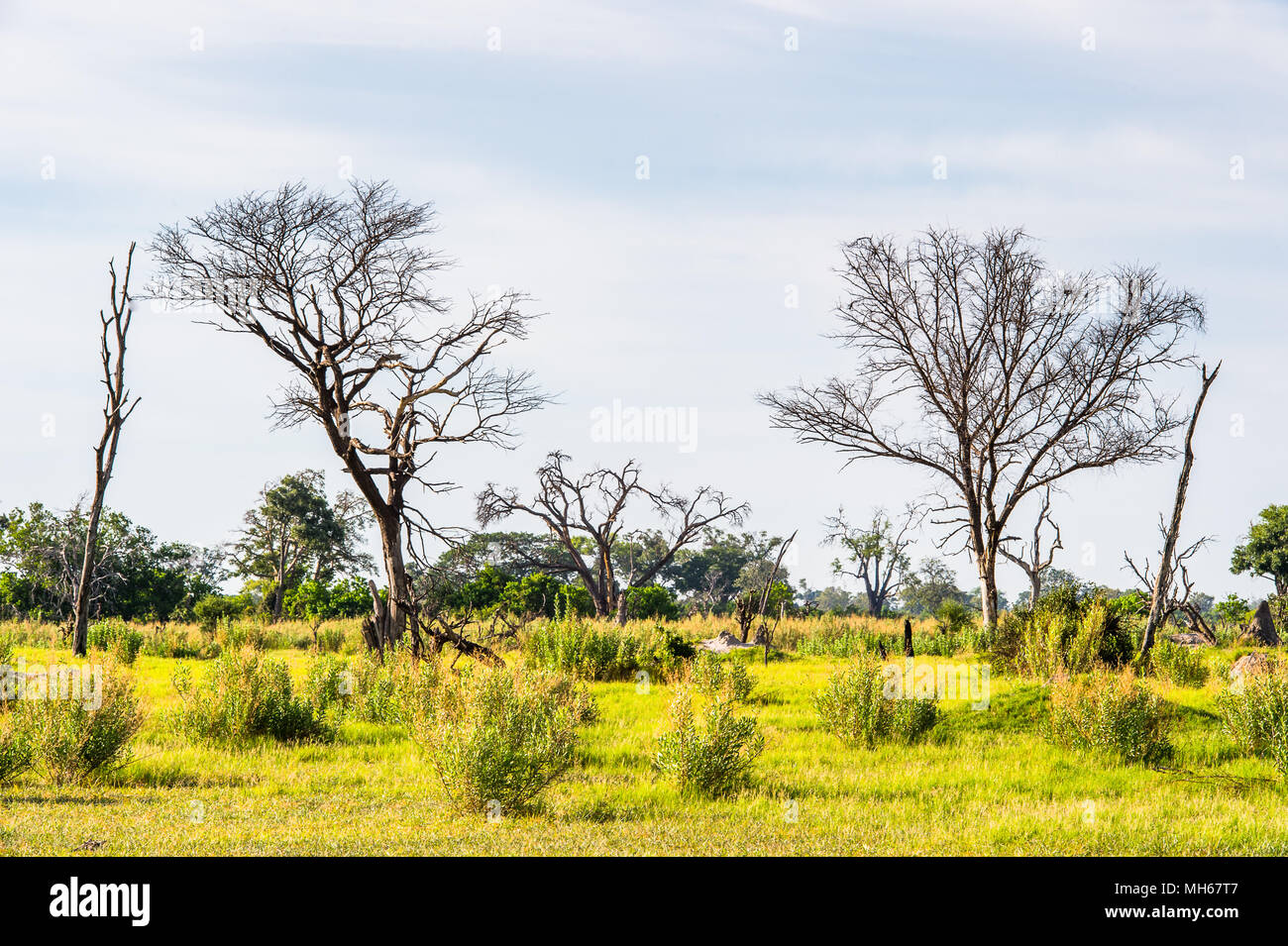 Tree at the Okavango Delta (Okavango Grassland), One of the Seven ...