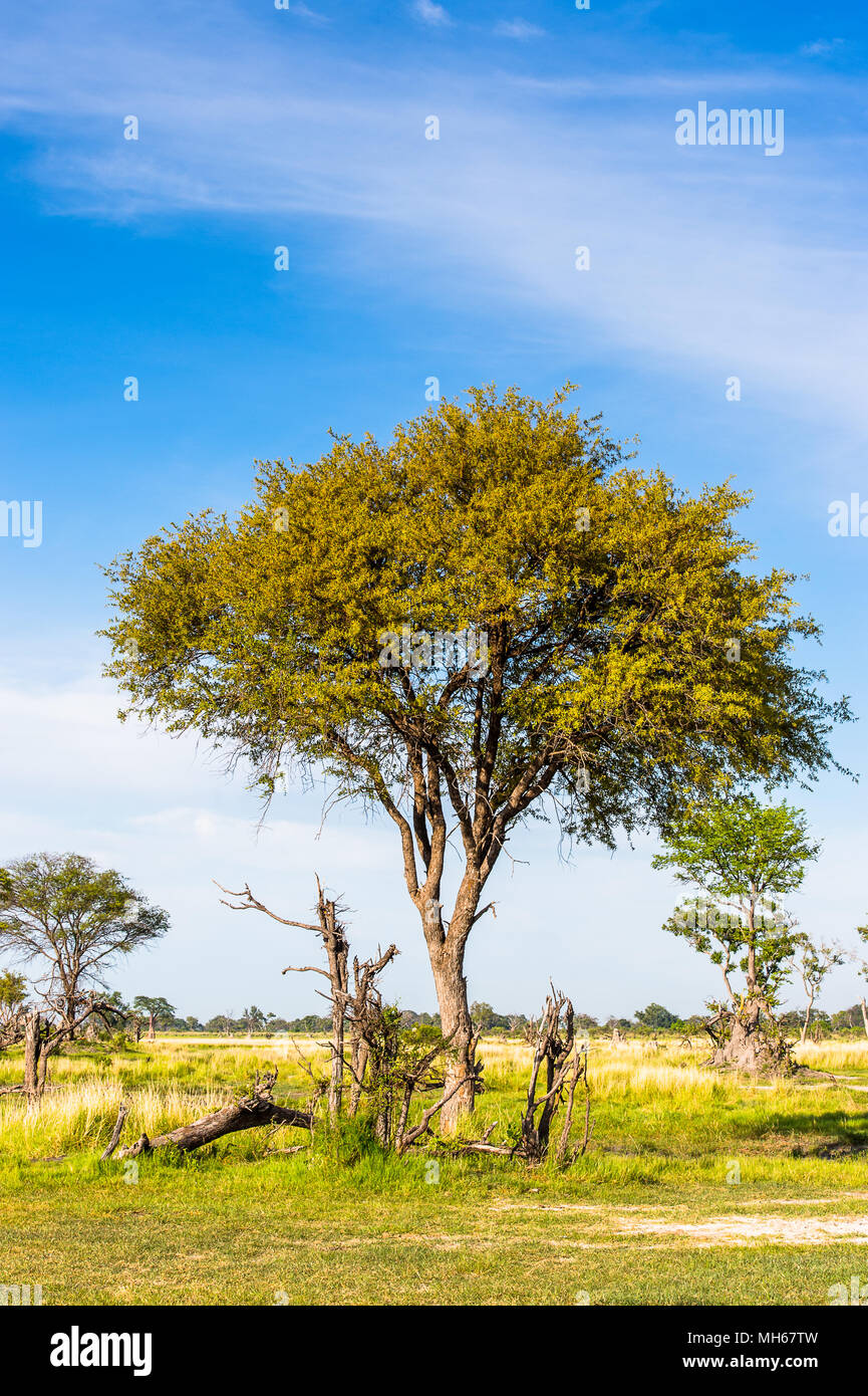 Tree at the Okavango Delta (Okavango Grassland), One of the Seven ...