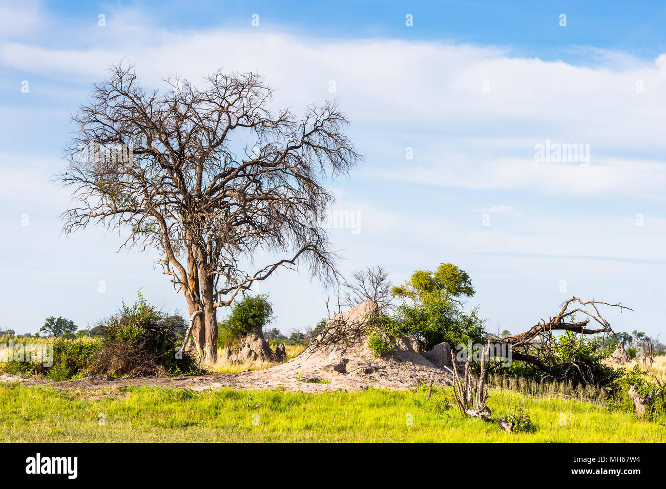 Tree at the Okavango Delta (Okavango Grassland), One of the Seven ...