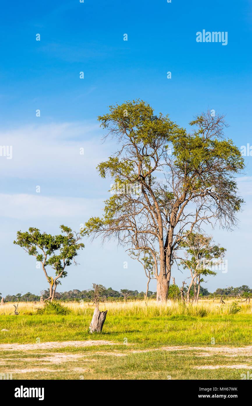 Tree at the Okavango Delta (Okavango Grassland), One of the Seven ...