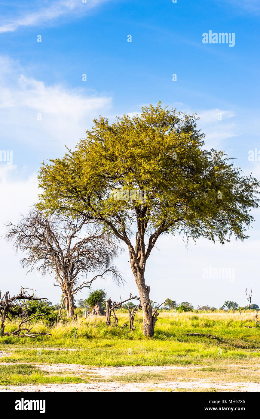 Tree at the Okavango Delta (Okavango Grassland), One of the Seven ...