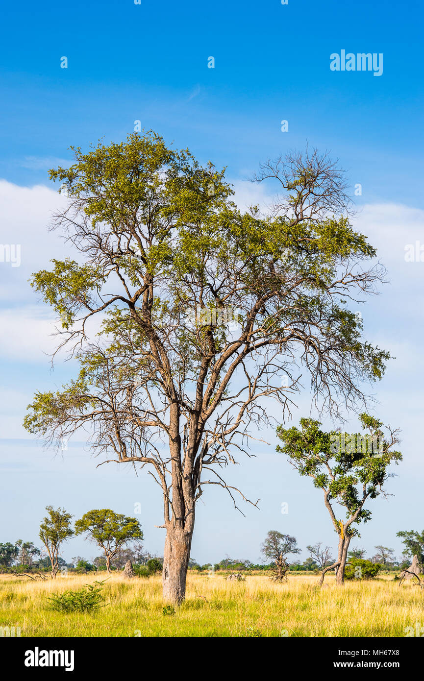 Tree at the Okavango Delta (Okavango Grassland), One of the Seven ...