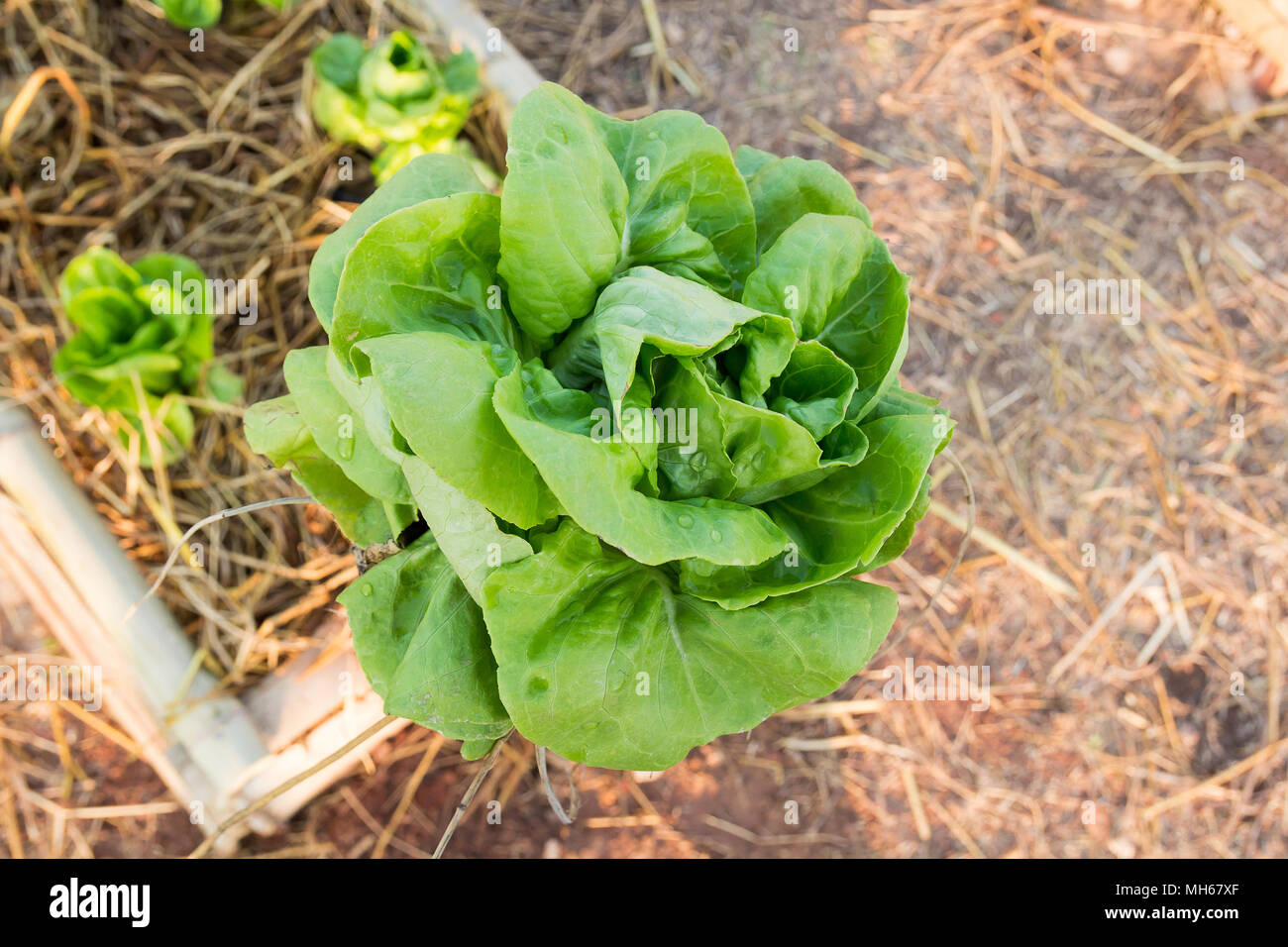 Fresh leaf vegetable cultivated in bamboo pole as farming Stock Photo ...