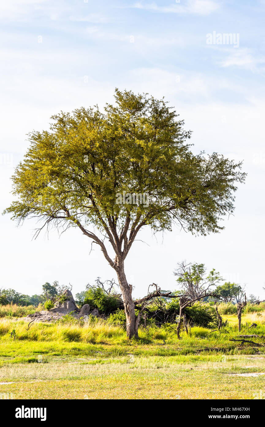 Tree at the Okavango Delta (Okavango Grassland), One of the Seven ...