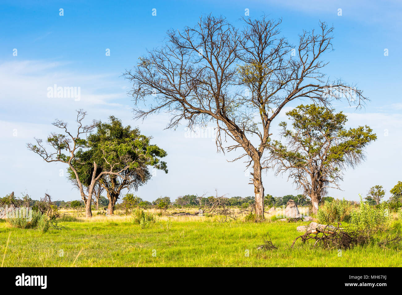 Tree at the Okavango Delta (Okavango Grassland), One of the Seven ...