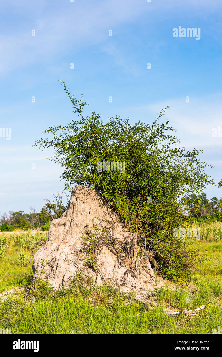 Landscape of the Okavango Delta (Okavango Grassland), One of the Seven ...
