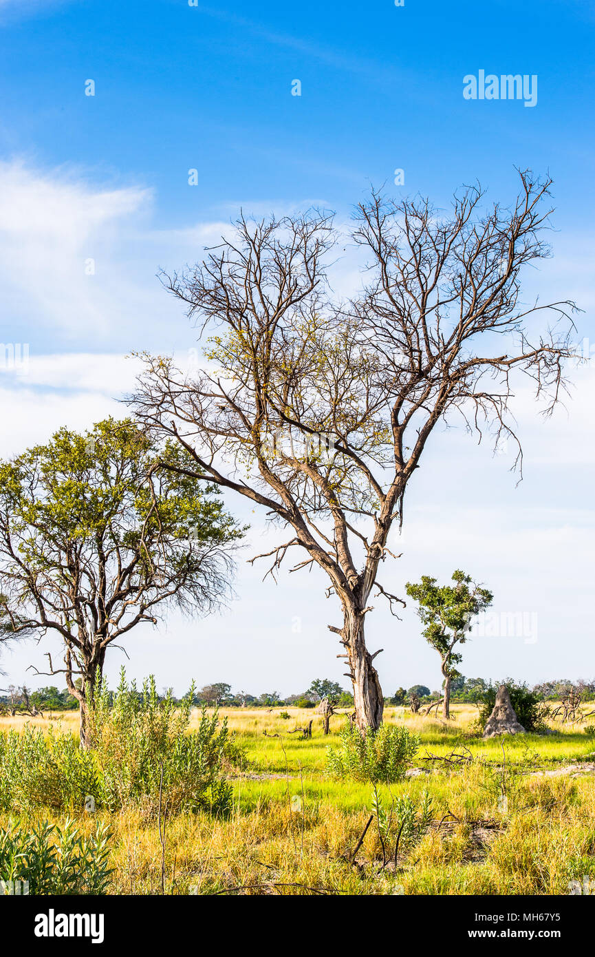 Tree at the Okavango Delta (Okavango Grassland), One of the Seven ...