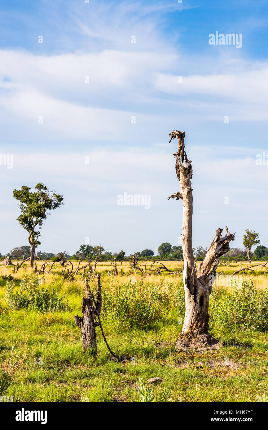 Tree at the Okavango Delta (Okavango Grassland), One of the Seven ...