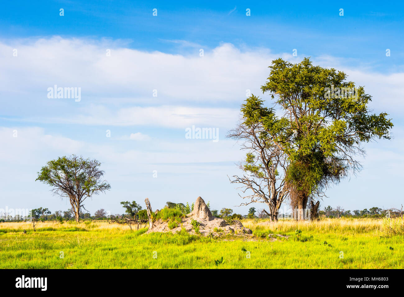 Tree at the Okavango Delta (Okavango Grassland), One of the Seven ...
