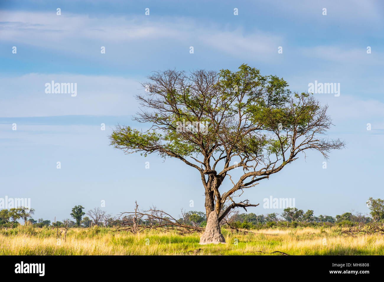 Tree at the Okavango Delta (Okavango Grassland), One of the Seven ...