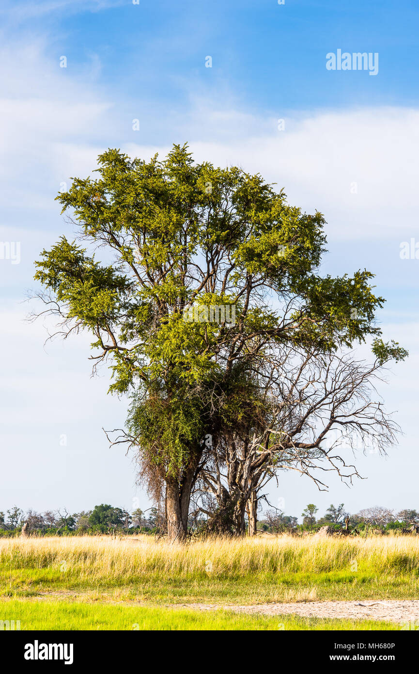 Tree at the Okavango Delta (Okavango Grassland), One of the Seven ...