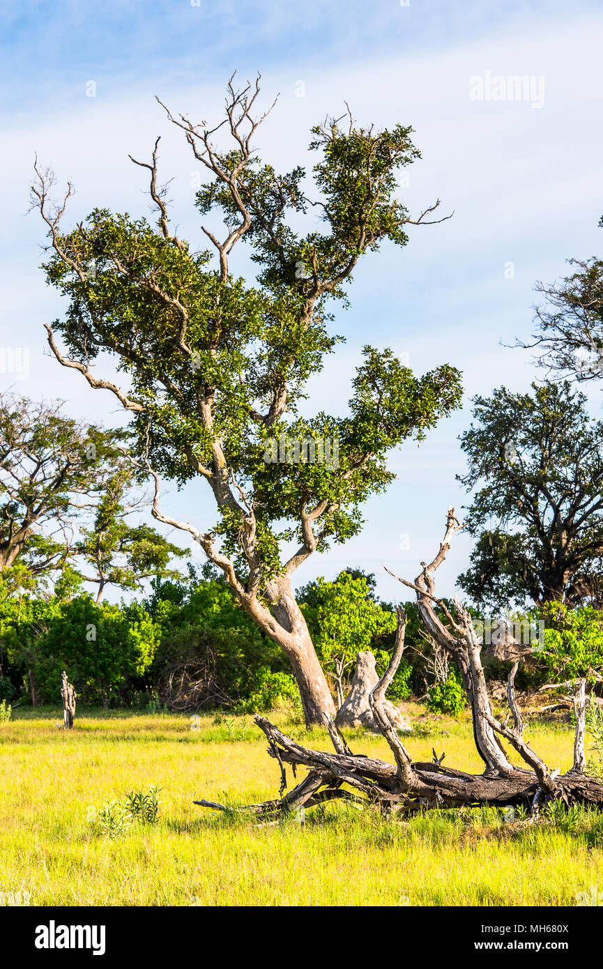 Tree at the Okavango Delta (Okavango Grassland), One of the Seven ...