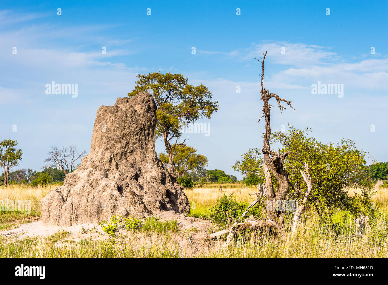 Landscape of the Okavango Delta (Okavango Grassland), One of the Seven ...