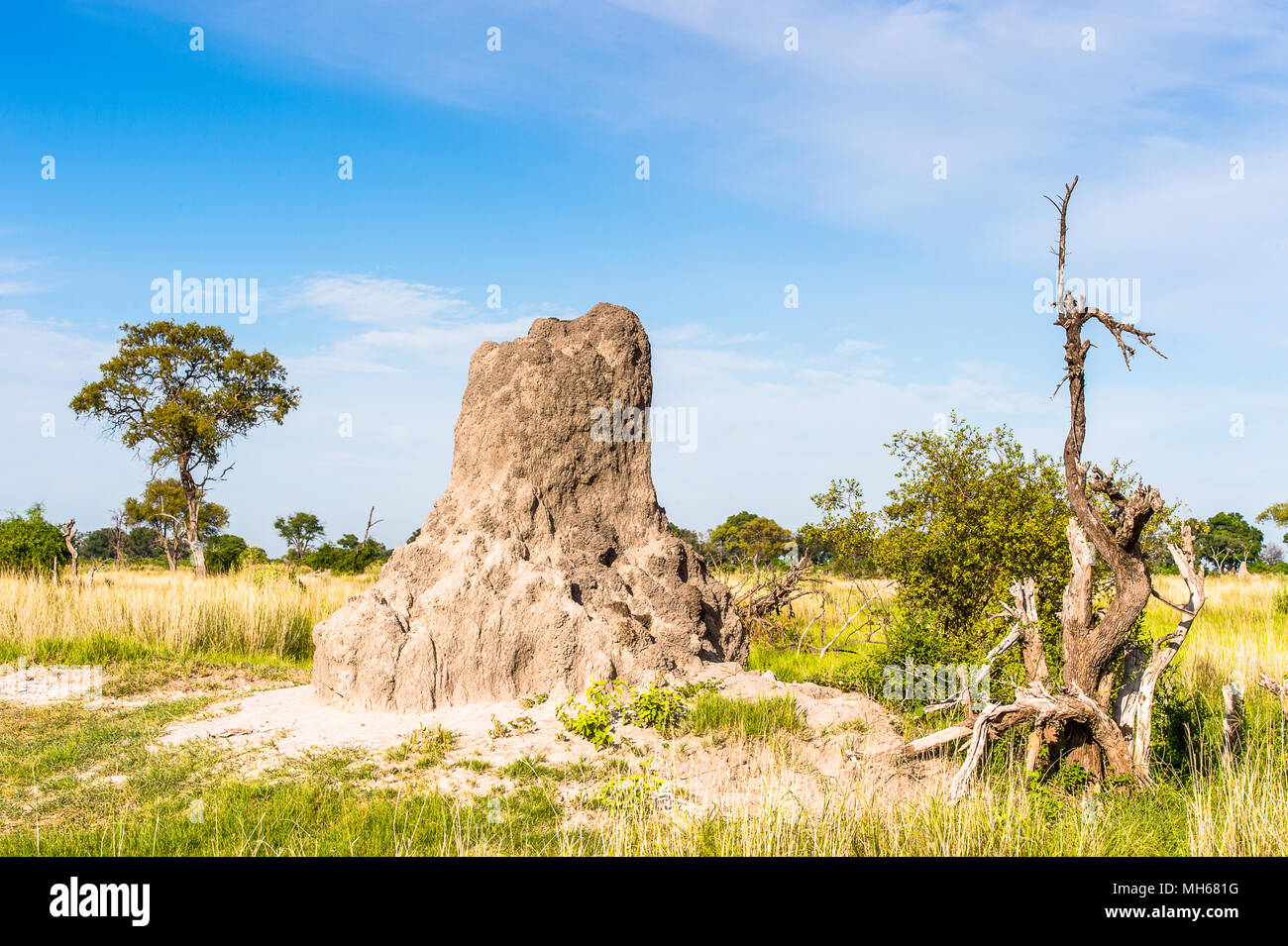 Landscape of the Okavango Delta (Okavango Grassland), One of the Seven ...