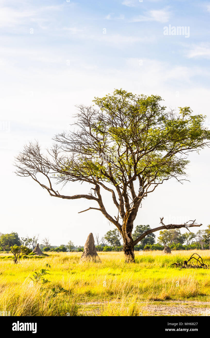 Tree at the Okavango Delta (Okavango Grassland), One of the Seven ...