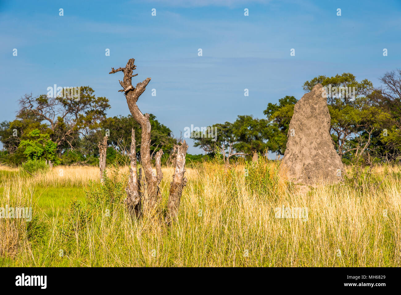 Landscape of the Okavango Delta (Okavango Grassland), One of the Seven ...