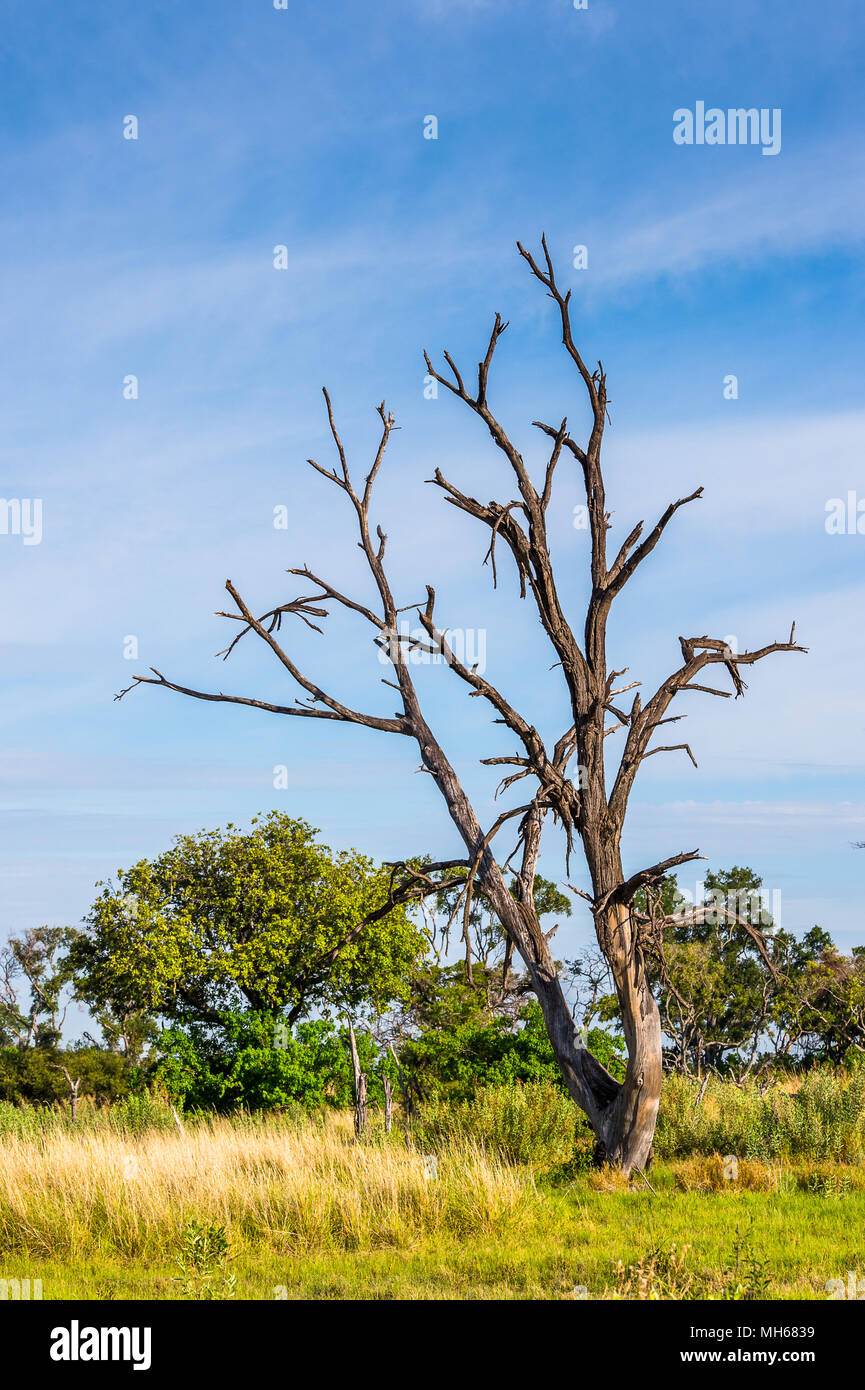 Tree at the Okavango Delta (Okavango Grassland), One of the Seven ...