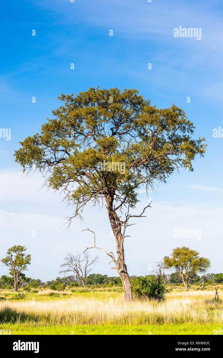 Tree at the Okavango Delta (Okavango Grassland), One of the Seven ...