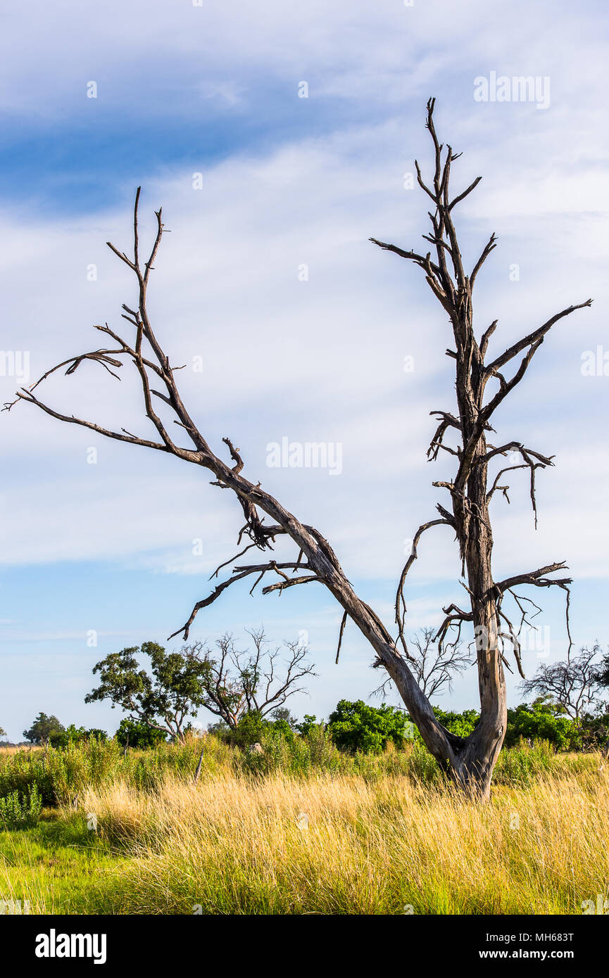 Tree at the Okavango Delta (Okavango Grassland), One of the Seven ...