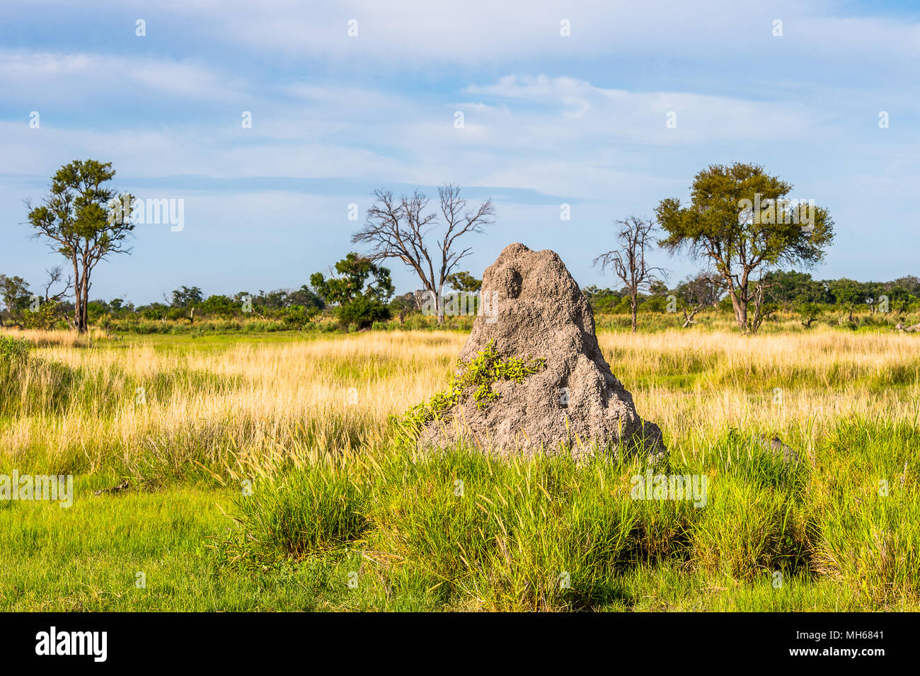 Landscape of the Okavango Delta (Okavango Grassland), One of the Seven ...