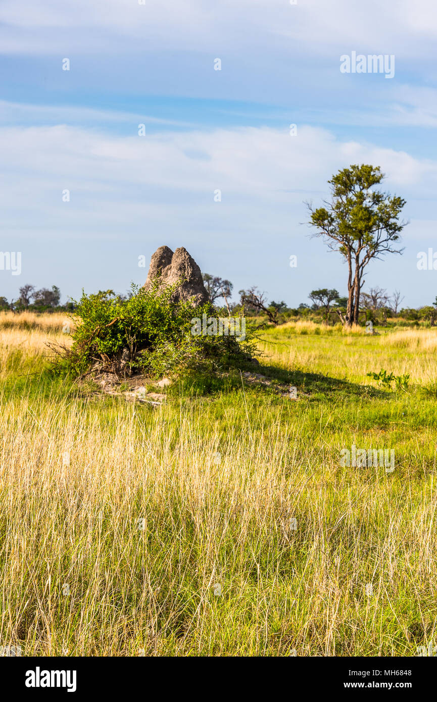 Landscape of the Okavango Delta (Okavango Grassland), One of the Seven ...