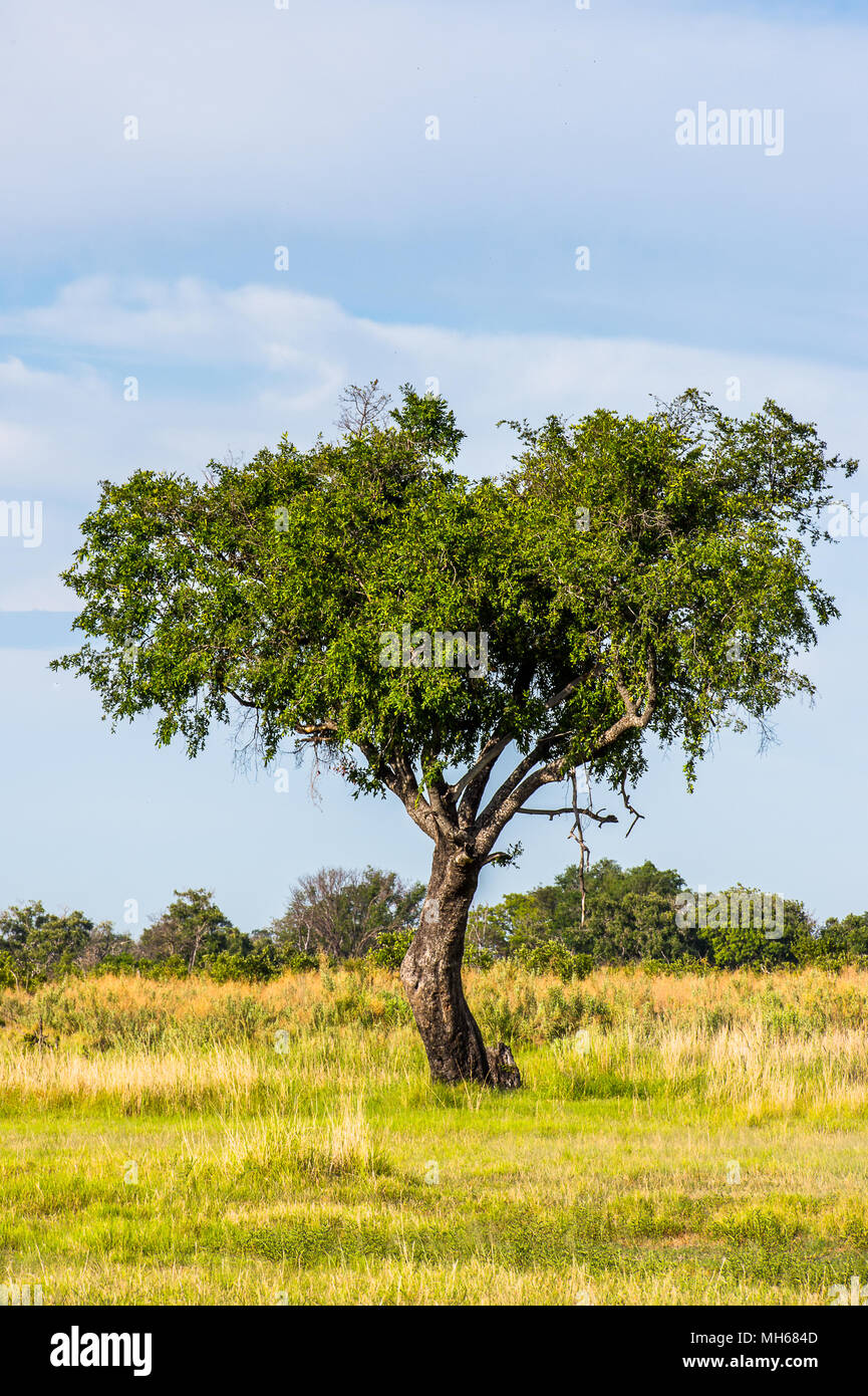 Landscape of the Okavango Delta (Okavango Grassland), One of the Seven ...