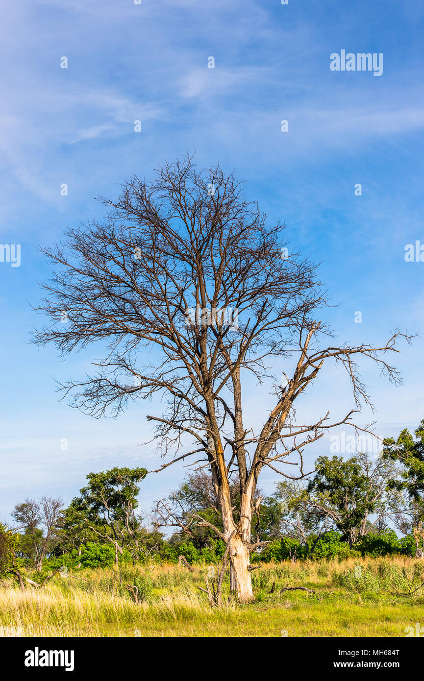 Tree at the Okavango Delta (Okavango Grassland), One of the Seven ...