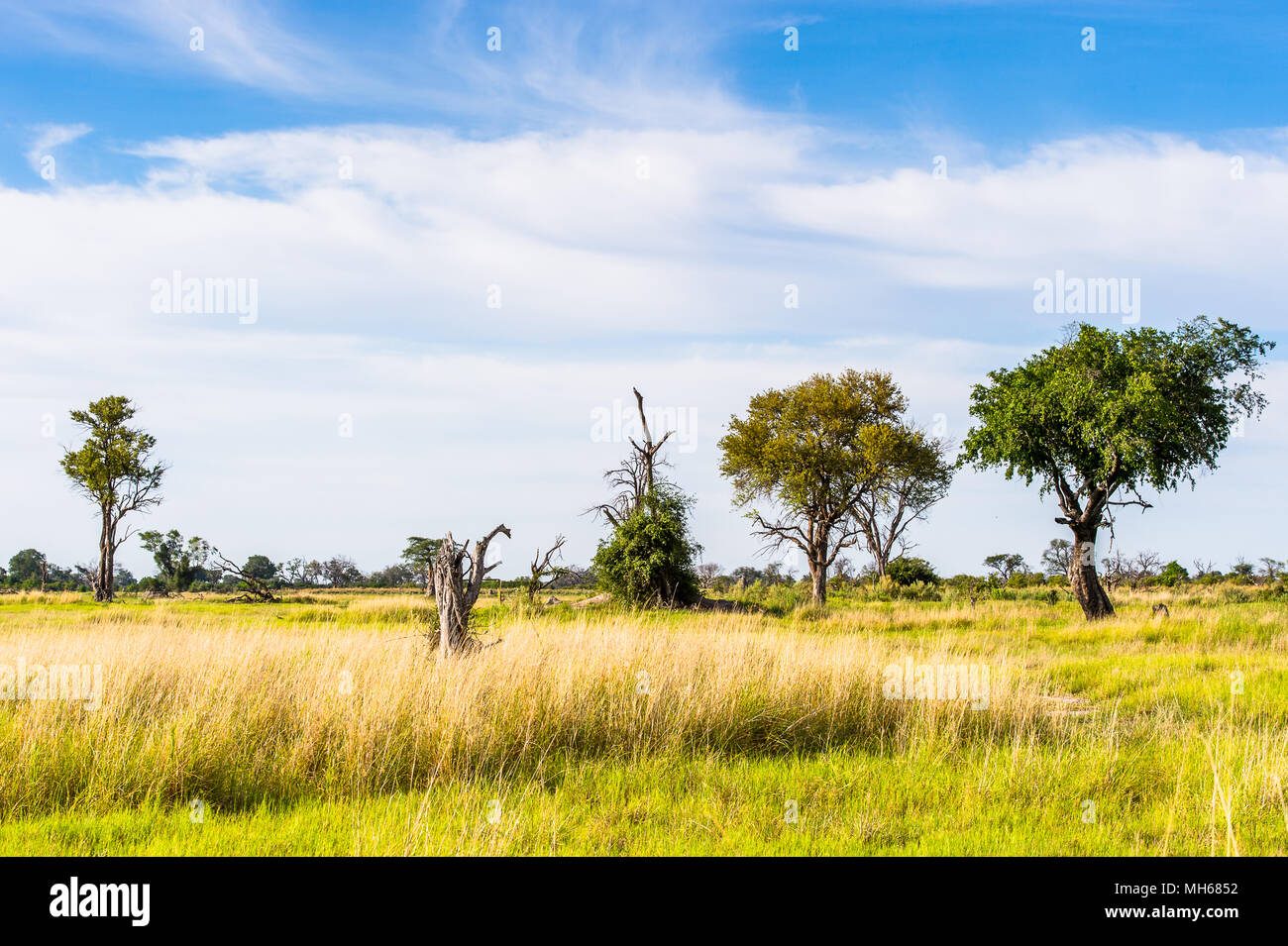 Tree at the Okavango Delta (Okavango Grassland), One of the Seven ...