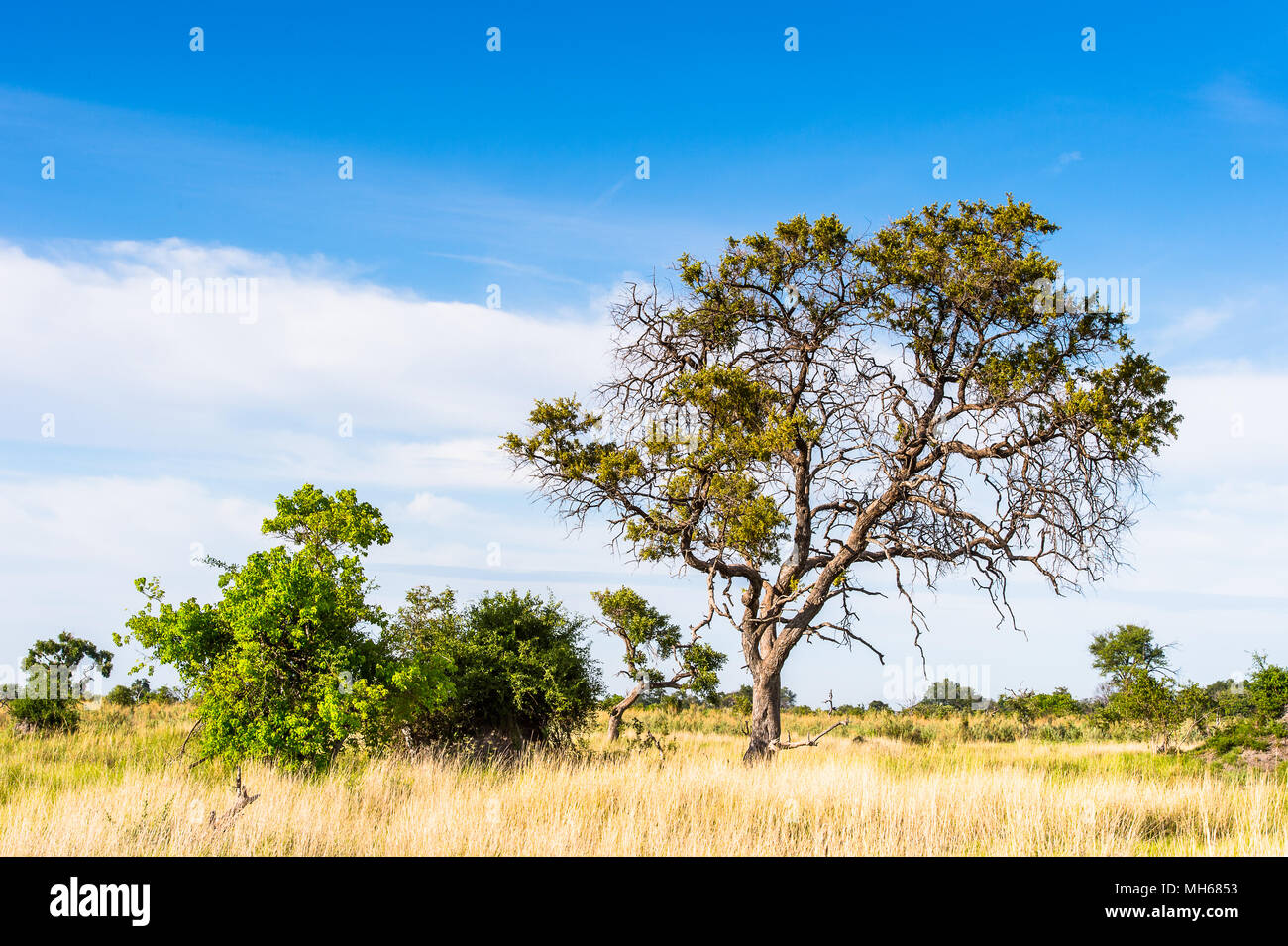 Tree at the Okavango Delta (Okavango Grassland), One of the Seven ...