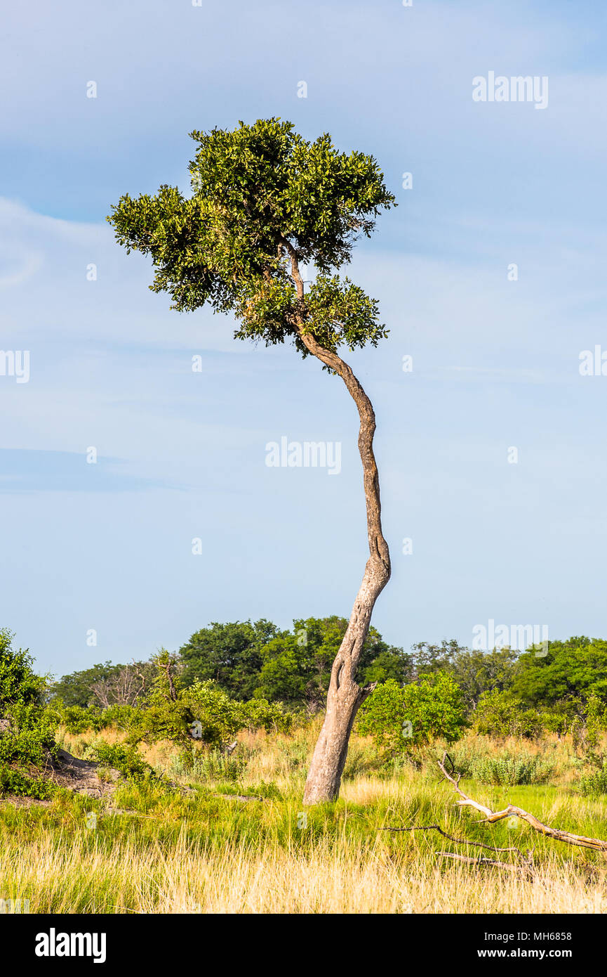 Tree at the Okavango Delta (Okavango Grassland), One of the Seven ...