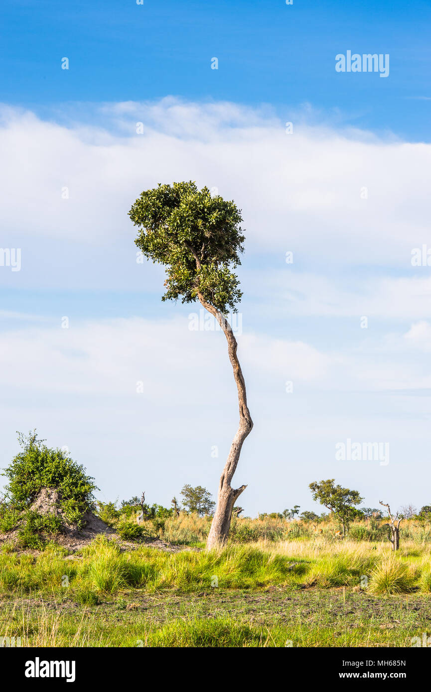 Tree at the Okavango Delta (Okavango Grassland), One of the Seven ...