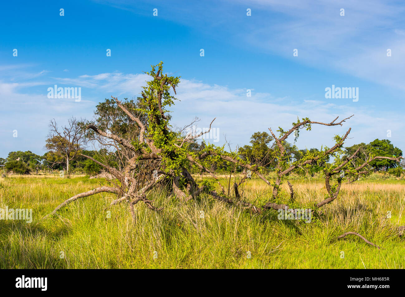 Tree at the Okavango Delta (Okavango Grassland), One of the Seven ...