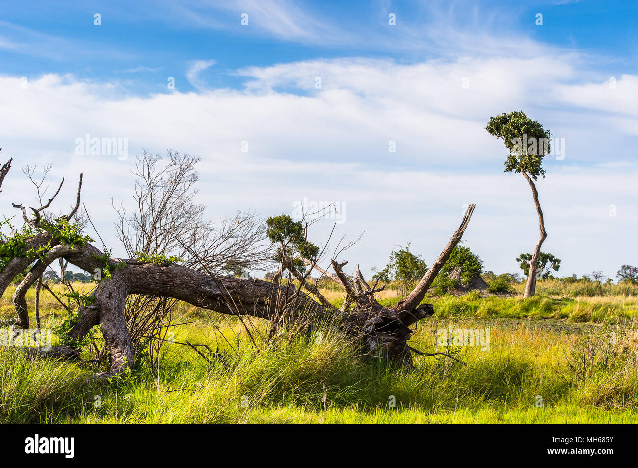 Tree at the Okavango Delta (Okavango Grassland), One of the Seven ...