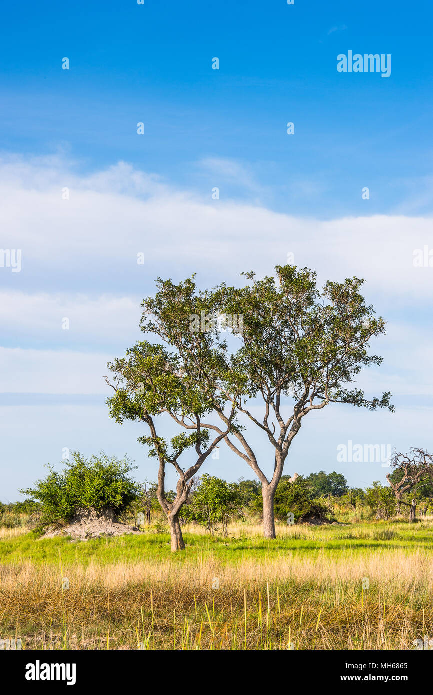Tree at the Okavango Delta (Okavango Grassland), One of the Seven ...