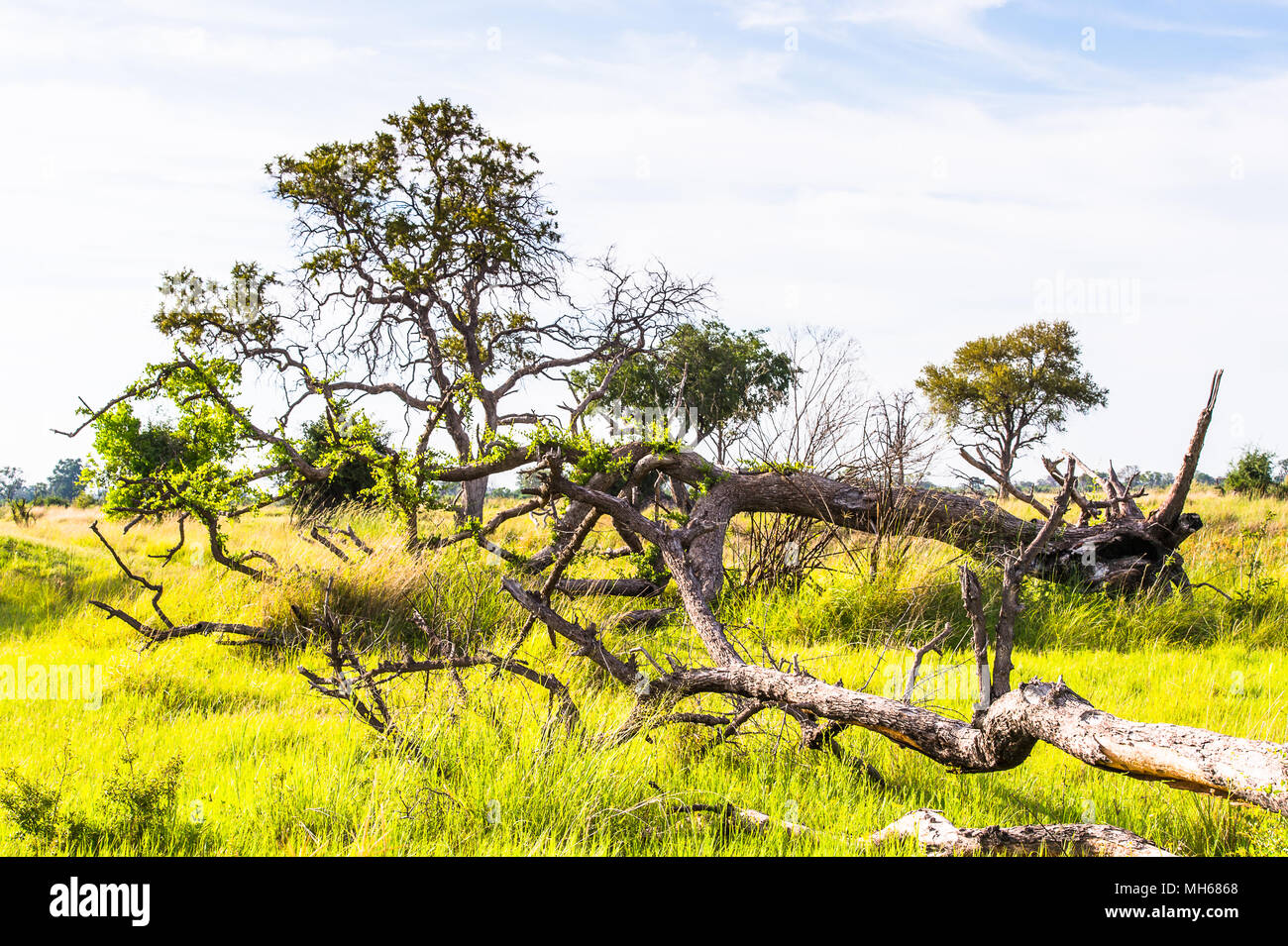 Tree at the Okavango Delta (Okavango Grassland), One of the Seven ...