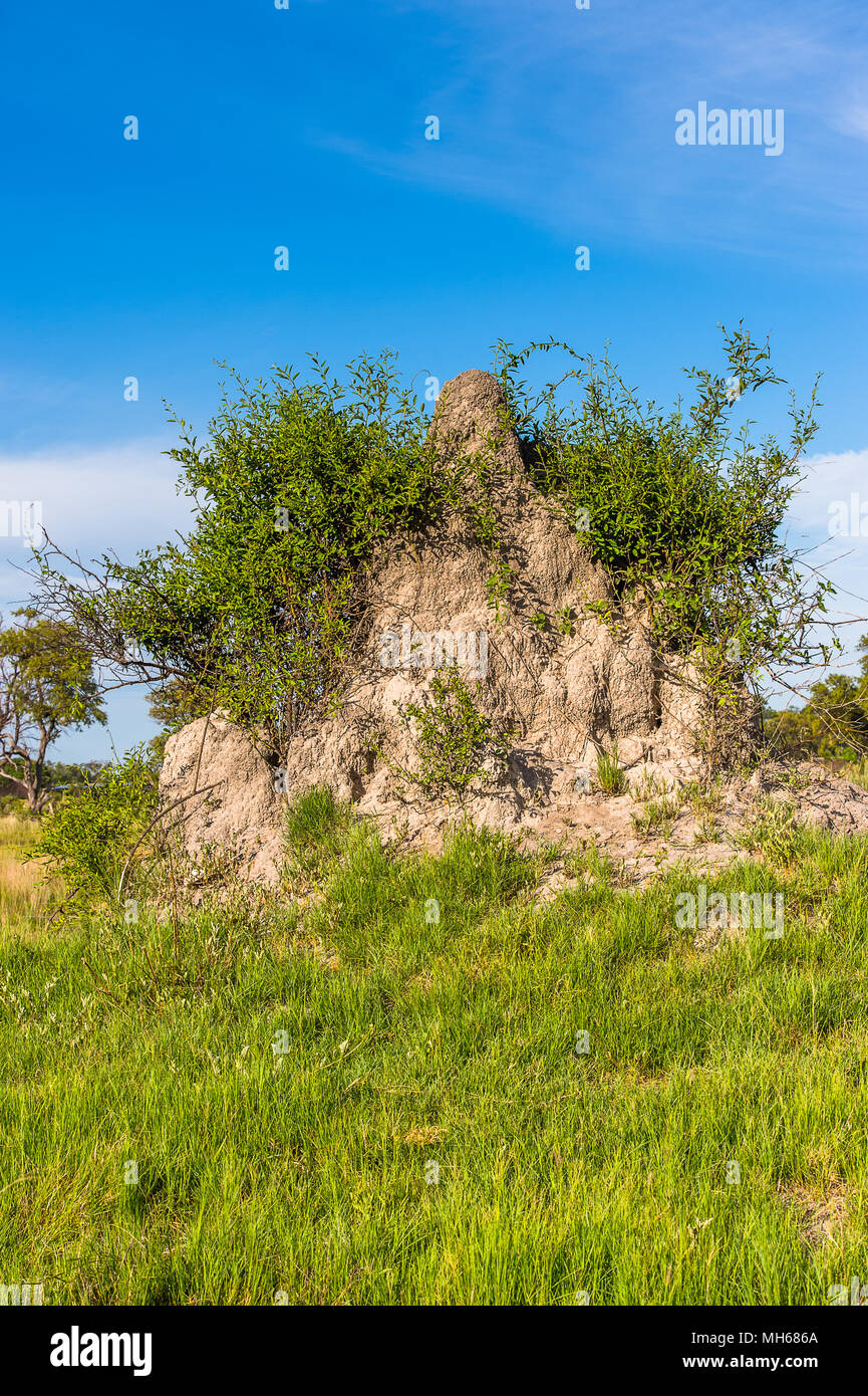 Landscape of the Okavango Delta (Okavango Grassland), One of the Seven ...